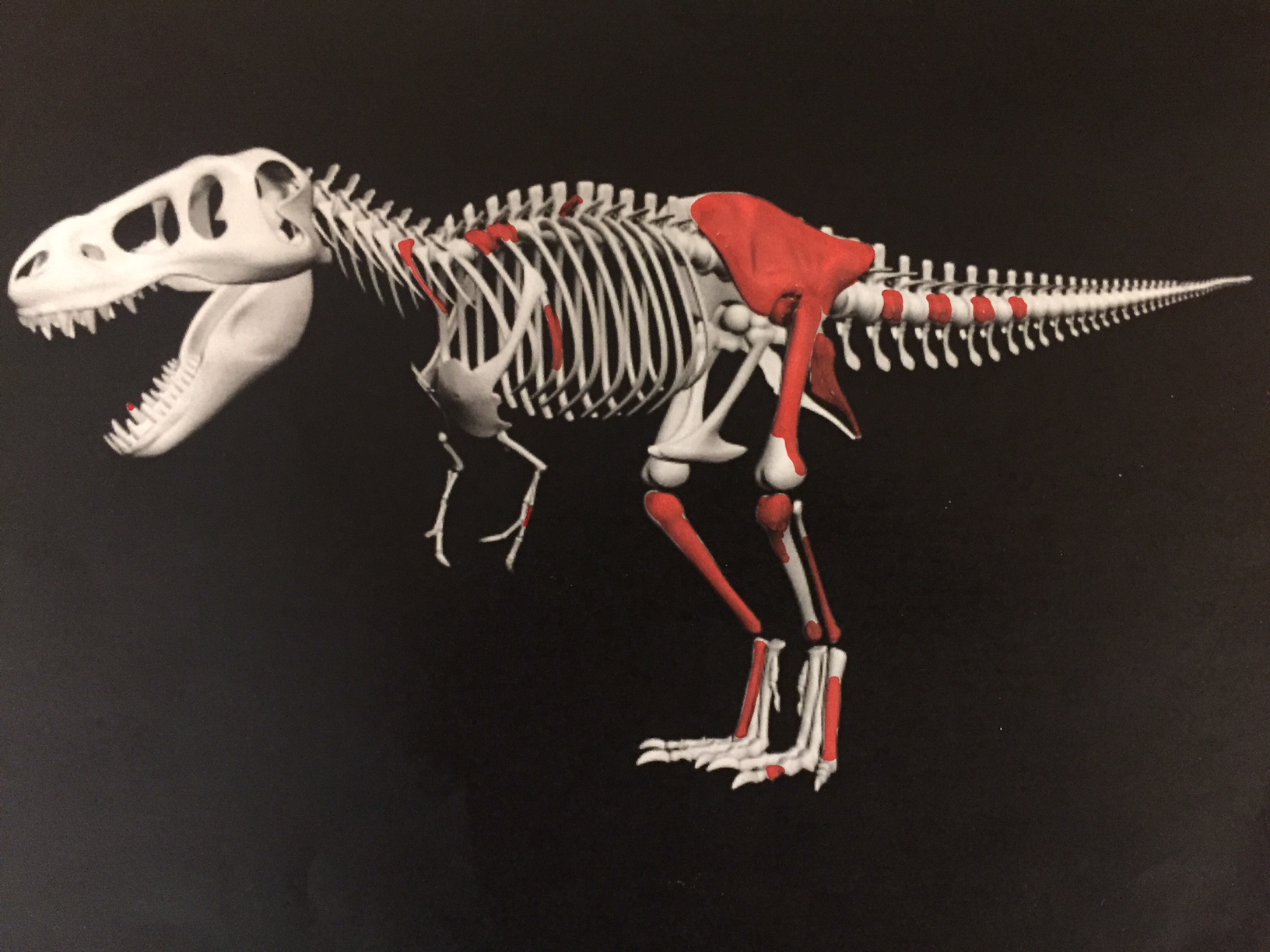 Purpose - About Me - Finding a Dinosaur